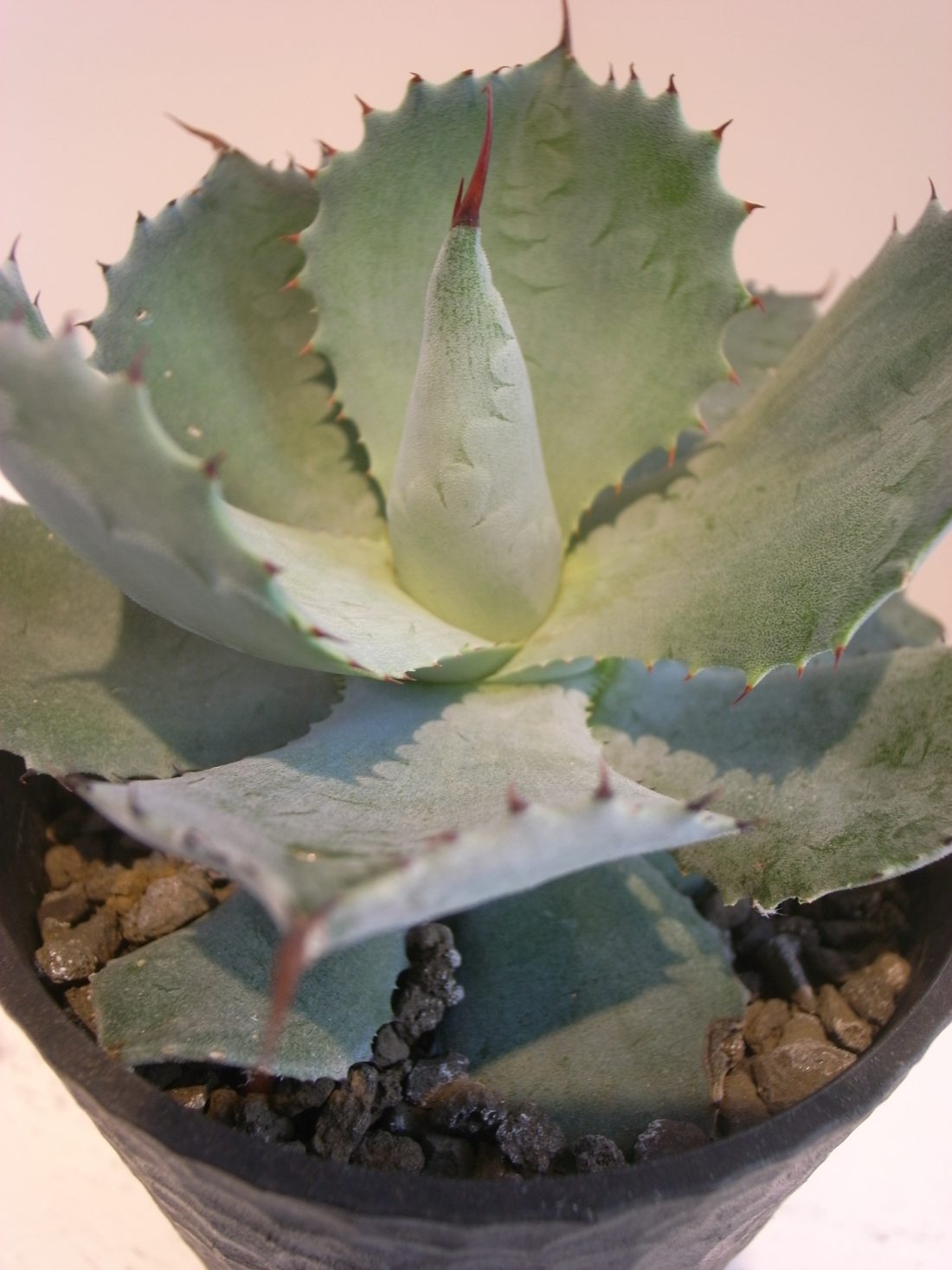 BON BON CUT JQ CAP & BIG RIBBON BON BON CUT JQ CAP BLACK – CHICSTOC シックストック